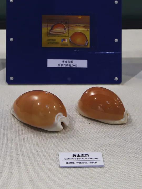 Museum exhibits shells on stamps | www.chinaservicesinfo.com