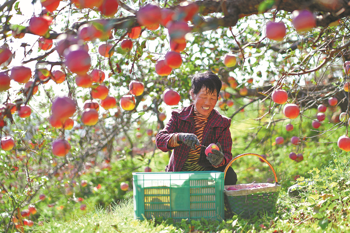 Farmers add shine to apple production | workinchina.chinaservicesinfo.com