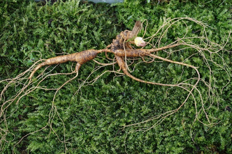 'Huanren ginseng' goes global, grows market | shoppinginchina ...