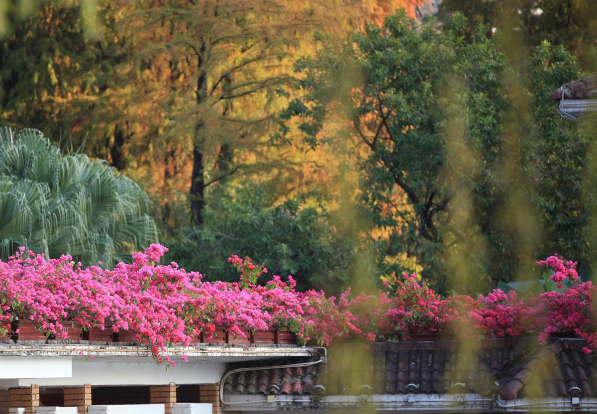 Guangzhou's bald cypress trees turn red after cold snap | www ...